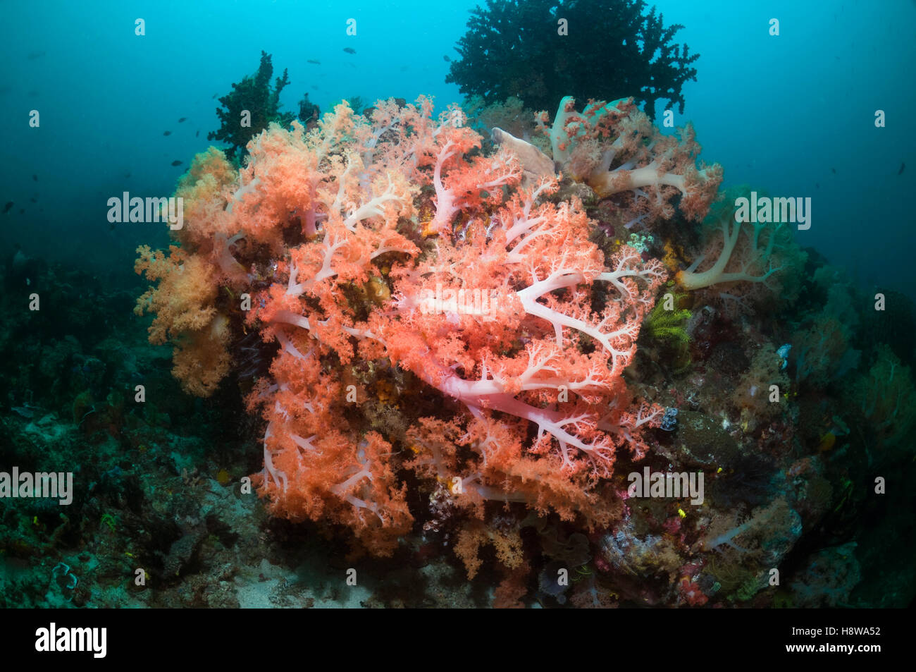 Coral reef scenery with Tree coral (Scleronephthya sp). Rinca, Komodo ...