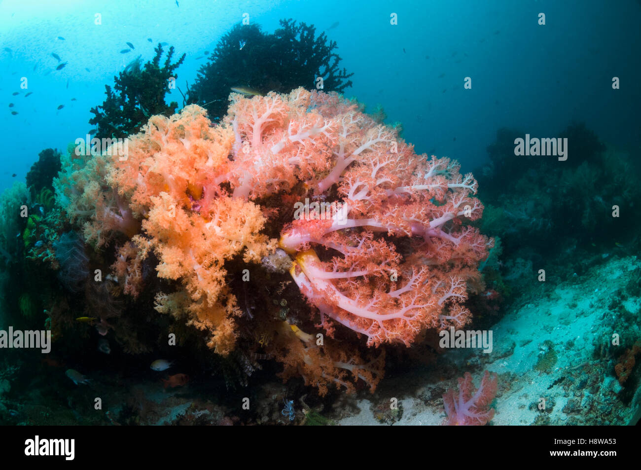 Large bush of Tree coral (Scleronephthya sp). Rinca, Komodo National ...