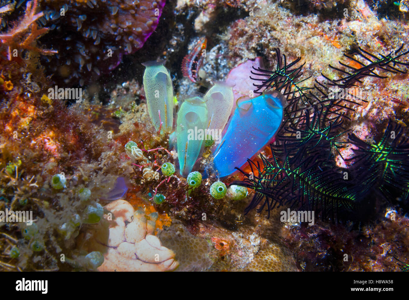 Tunicates / Sea Squirts (Rhopalaea crassa). Lembeh, Sulawesi, Indonesia ...