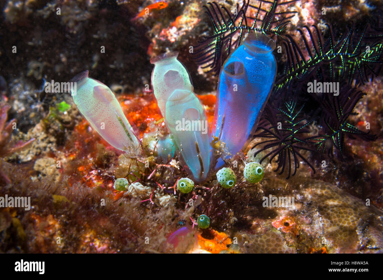 Tunicates / Sea Squirts (Rhopalaea crassa). Lembeh, Sulawesi, Indonesia ...