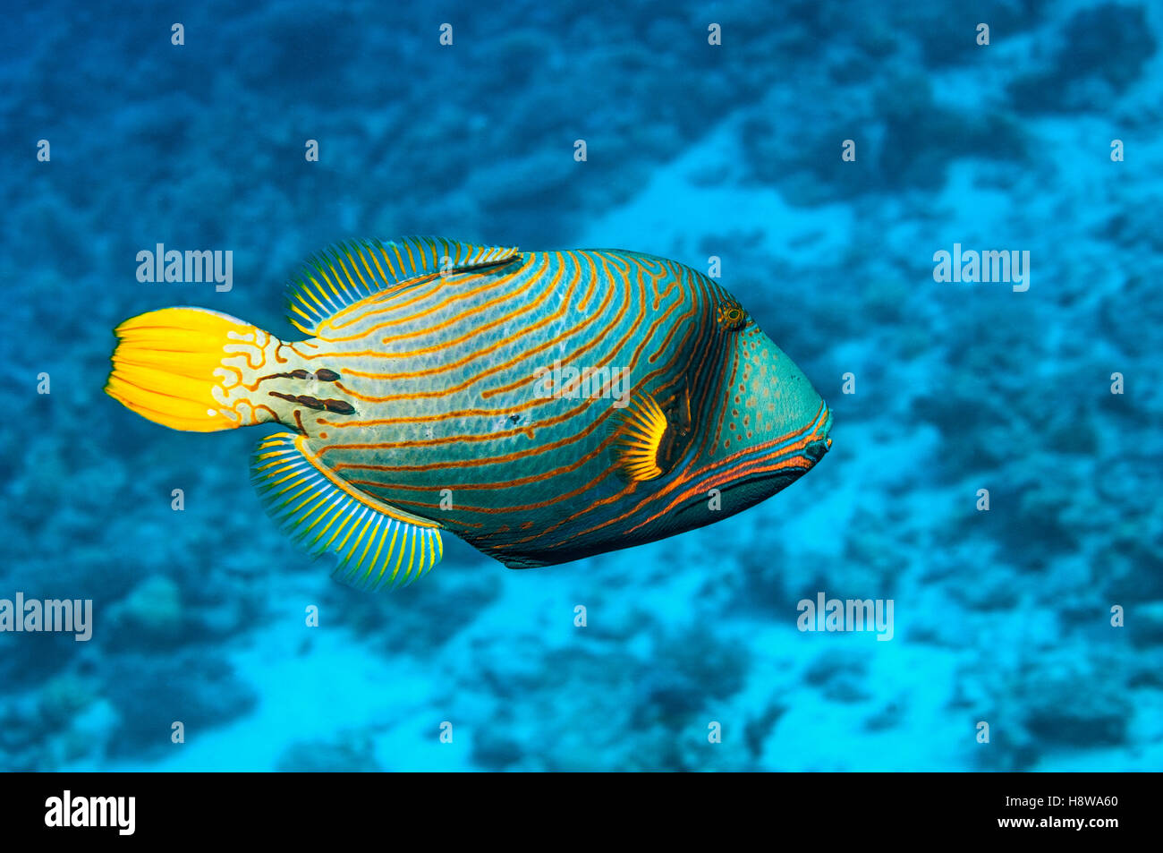 Orangestriped triggerfish (Balistapus undulatus). Egypt, Red Sea Stock ...