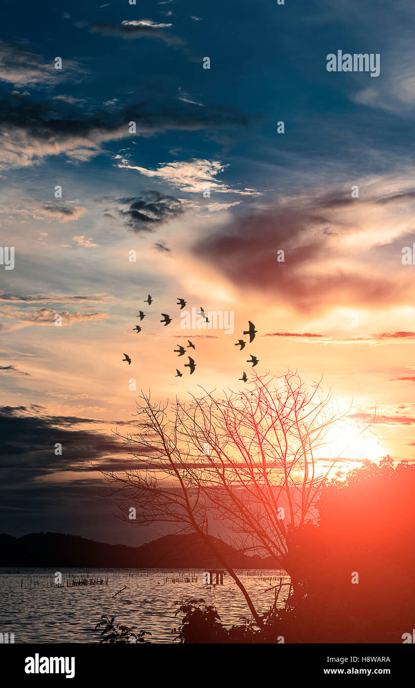 Golden back fly hi-res stock photography and images - Alamy