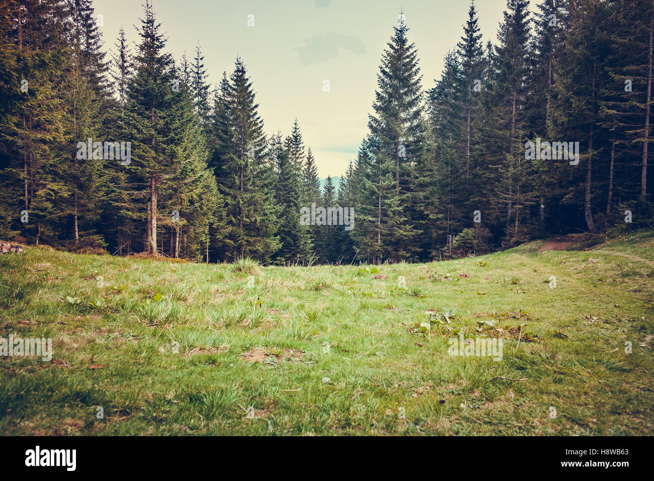 Pine tree forrest Stock Photo - Alamy