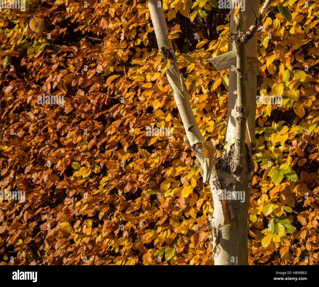 Himalayan birch tree hi-res stock photography and images - Alamy