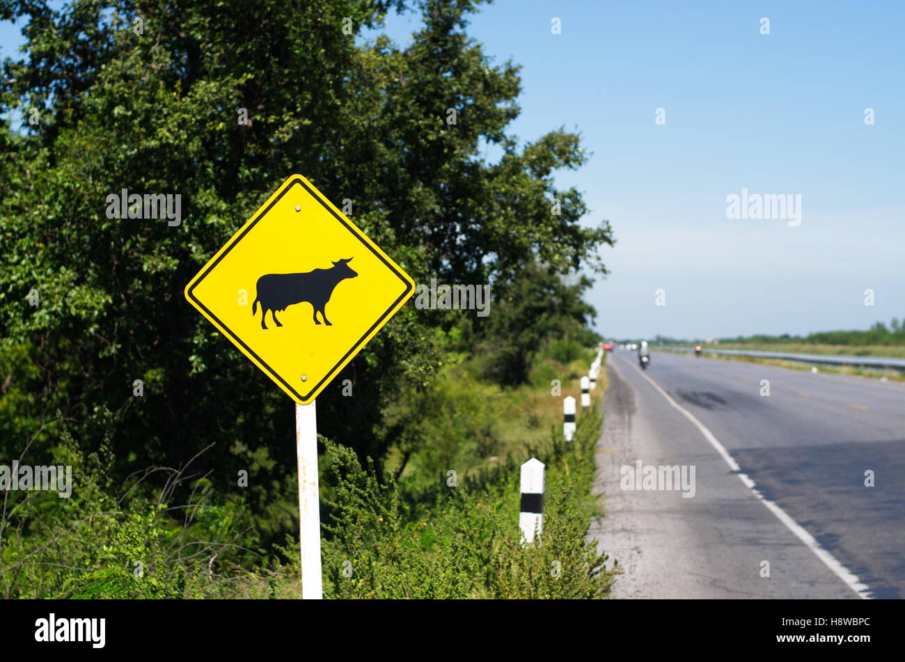 The black cow traffic sign on a yellow background Stock Photo - Alamy