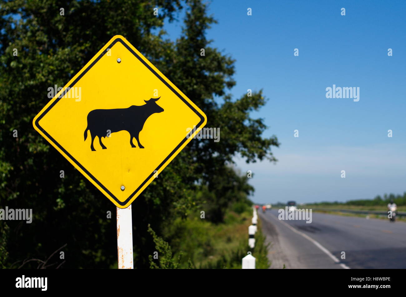 The black cow traffic sign on a yellow background Stock Photo - Alamy