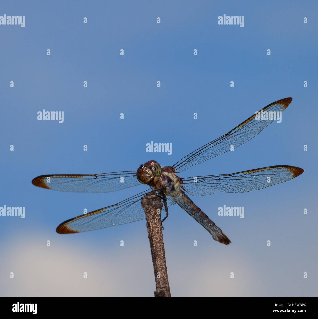 Big dragonfly on a stick that is watching for a meal Stock Photo - Alamy