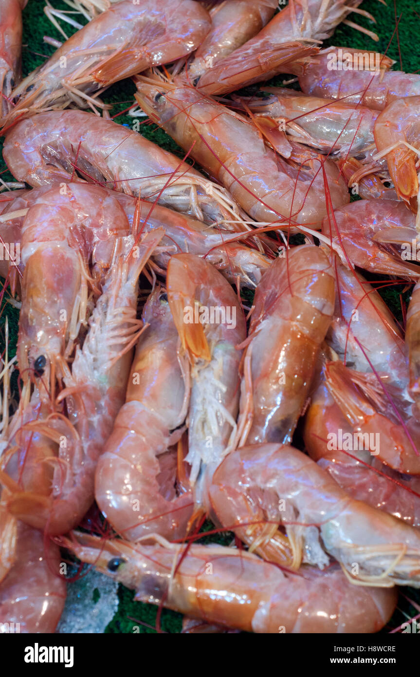 Close up of fresh whole raw shrimp or prawns on display in fish market ...