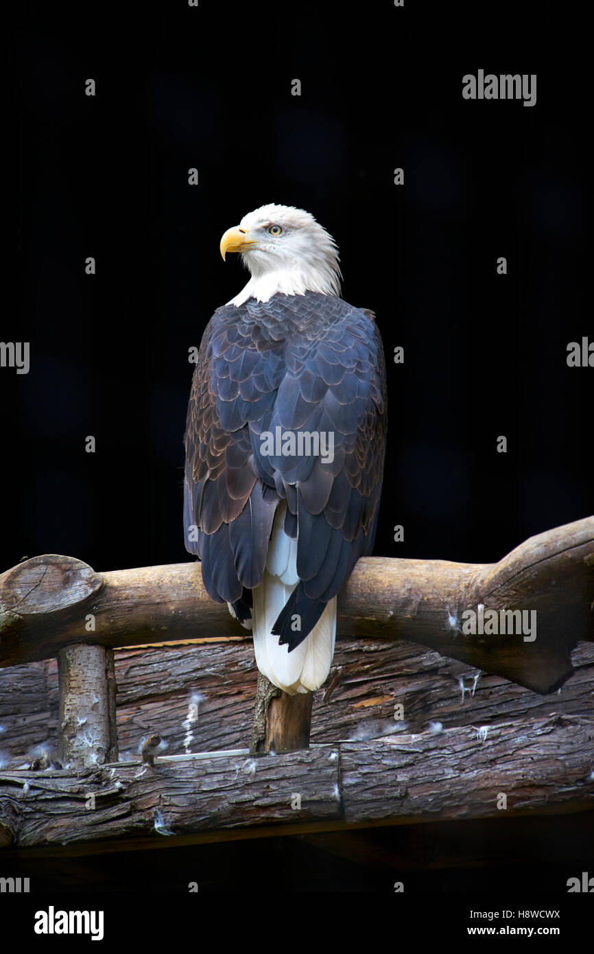 Majestic Bald Eagle perched on a tree on dark background in the ...