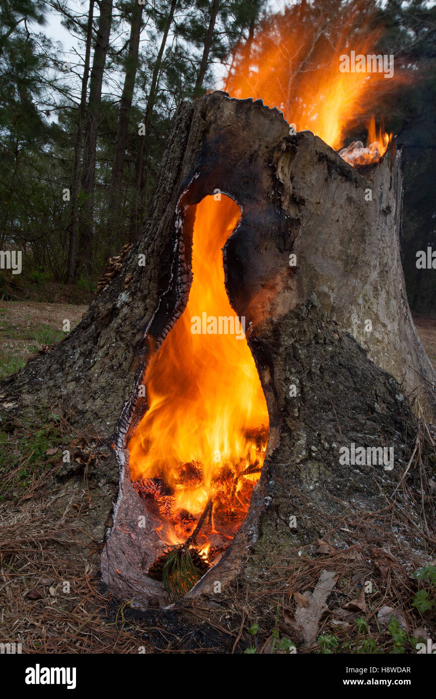 Pine tree stump hi-res stock photography and images - Alamy