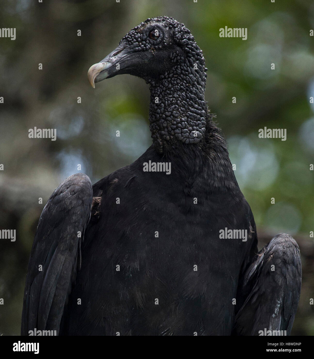 Vulture on a tree Stock Photo - Alamy