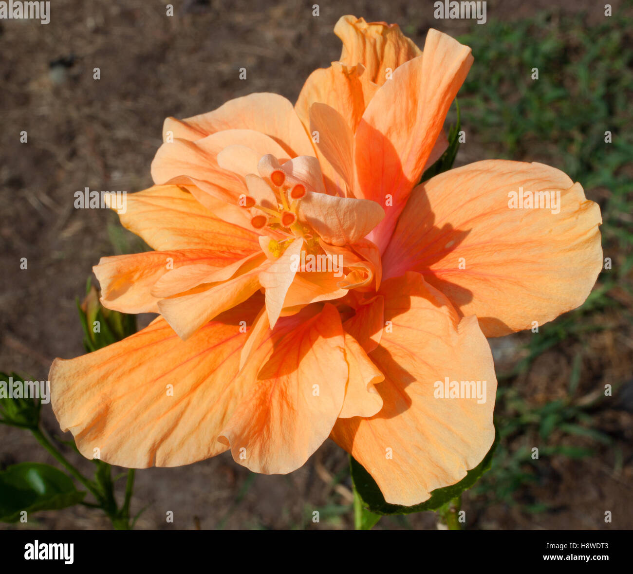 Huge flower that is in full bloom on a hibiscus plant Stock Photo - Alamy