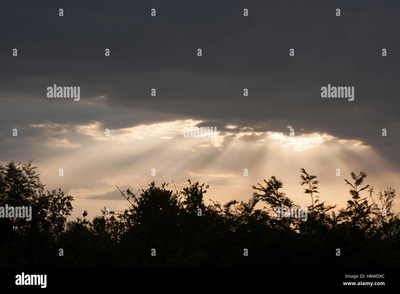 Sun rays in Africa Stock Photo - Alamy