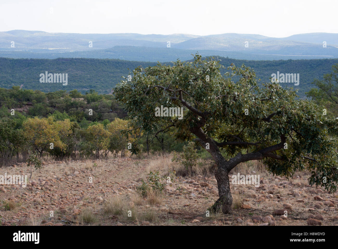 Tree landscape africa hi-res stock photography and images - Alamy