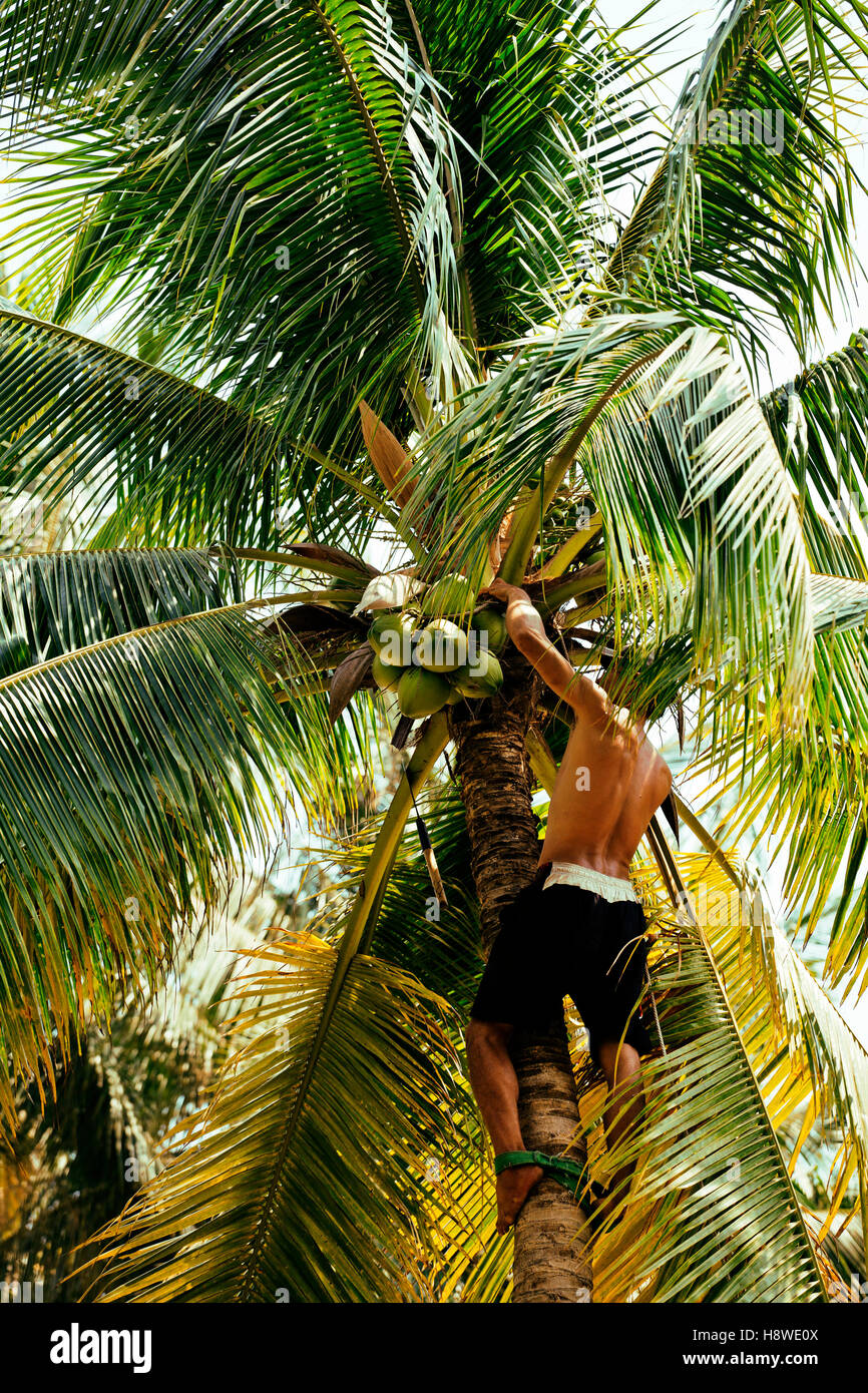 professional climber on coconut treegathering coconuts with rope Stock ...