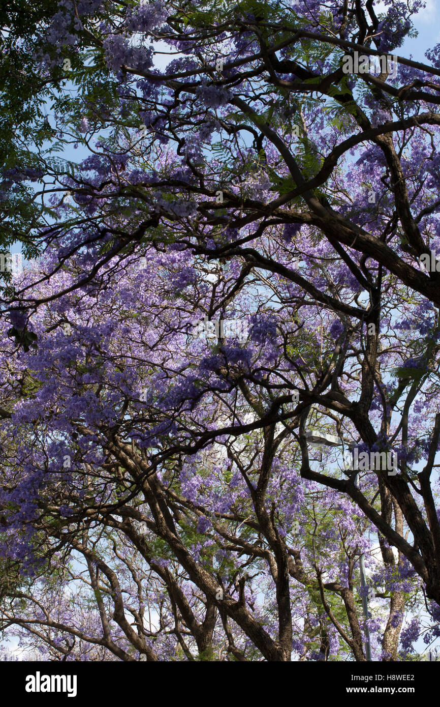 Jacarandas Stock Photos & Jacarandas Stock Images - Alamy