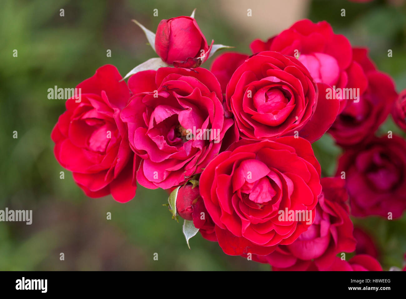 Field of red roses hi-res stock photography and images - Alamy