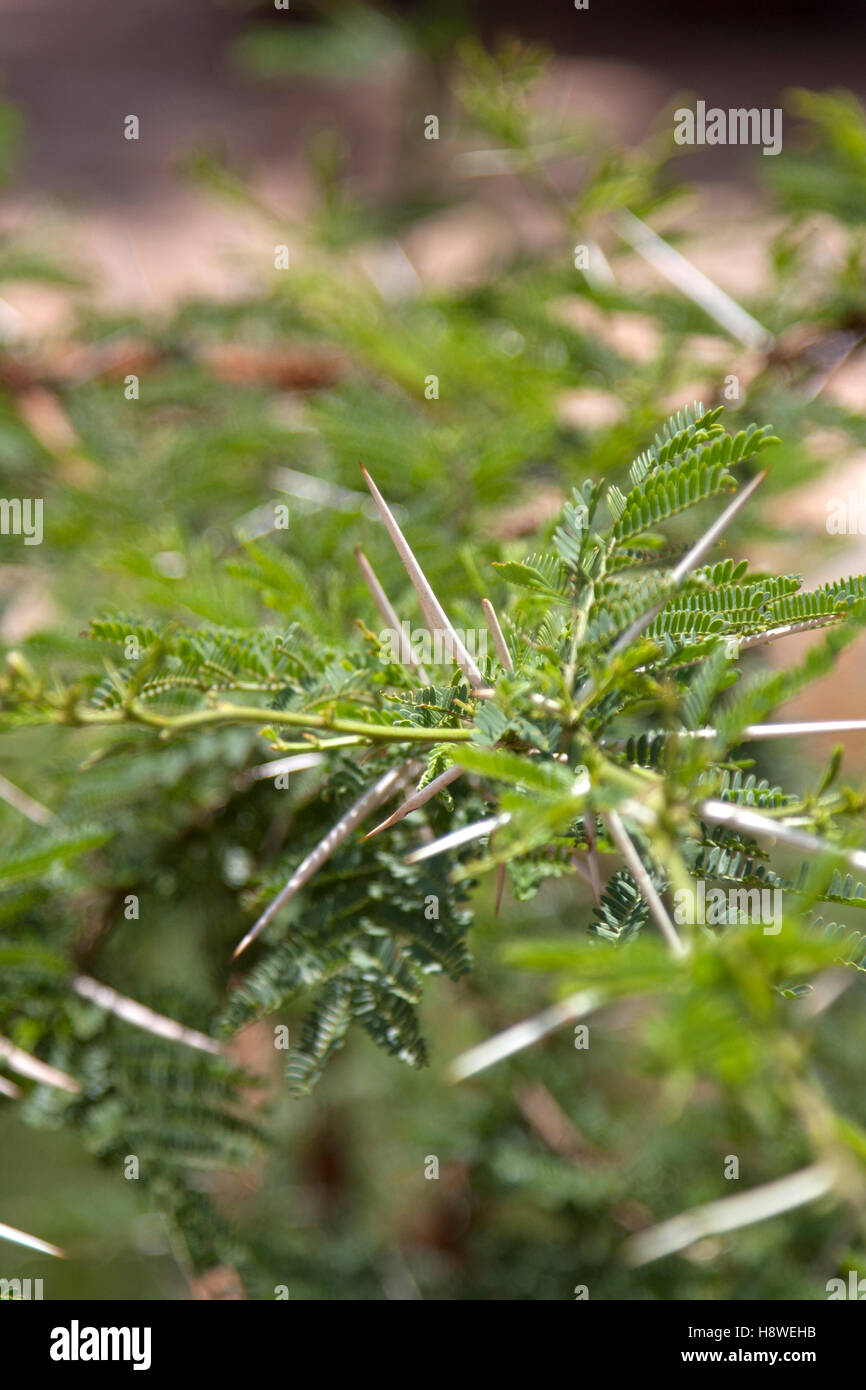 Acacia Thorns Stock Photos & Acacia Thorns Stock Images - Alamy