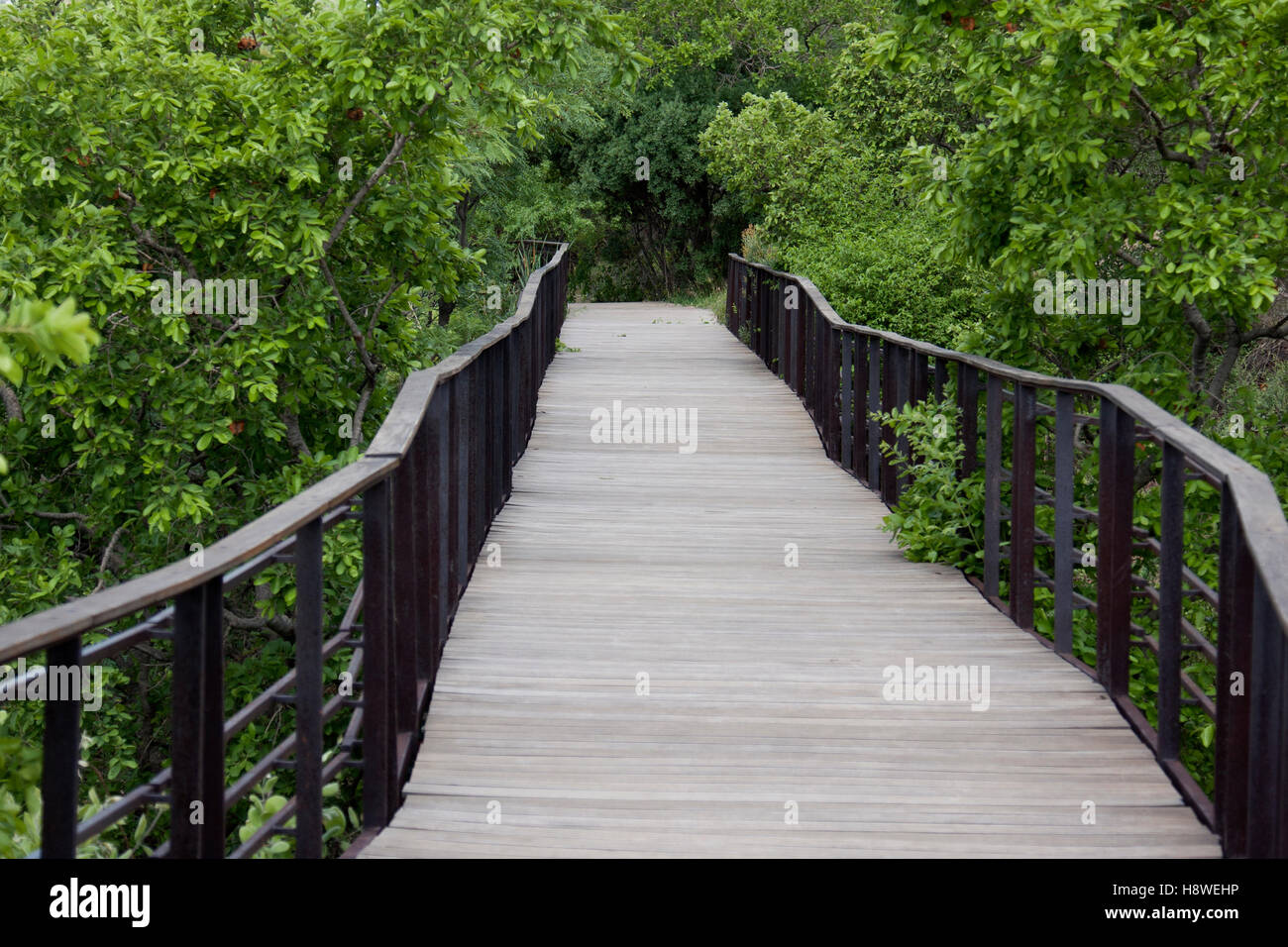 Walkway and trees hi-res stock photography and images - Alamy