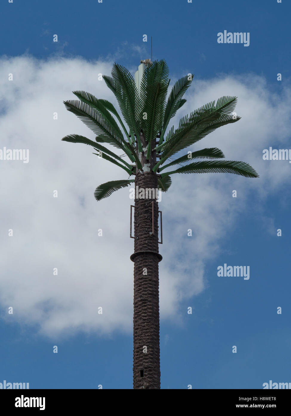 Mobile phone mast disguised as palm tree hi-res stock photography and ...