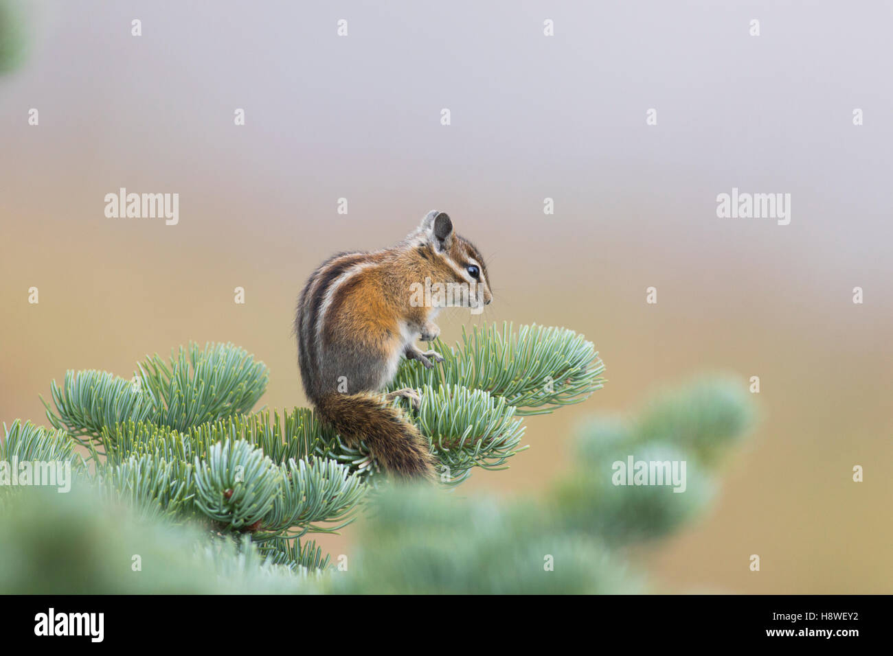 Olympic Chipmunk (Tamias amoenus caurinus) on a fir tree in Olympic ...