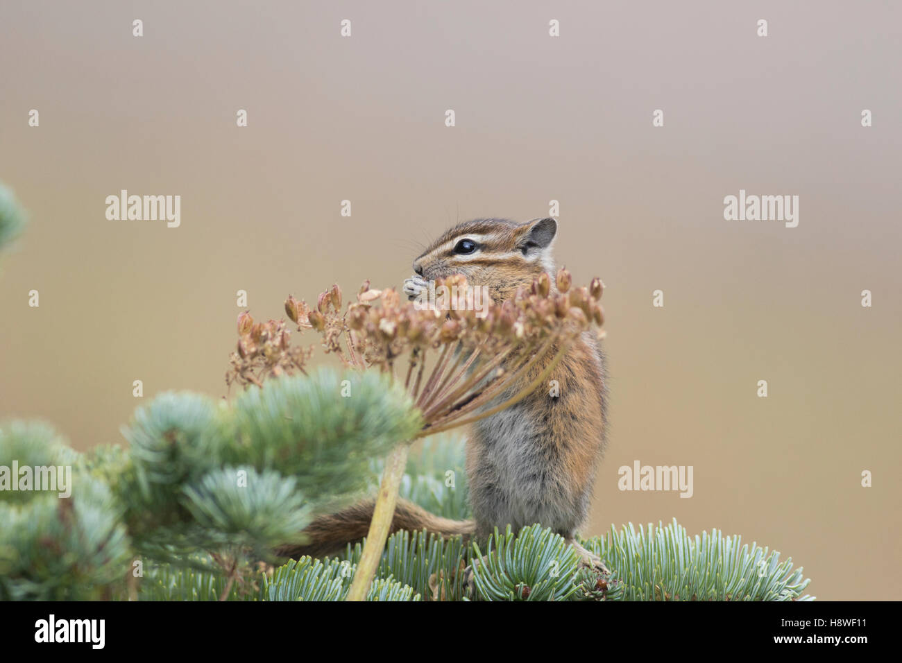 Chipmunk species hi-res stock photography and images - Alamy