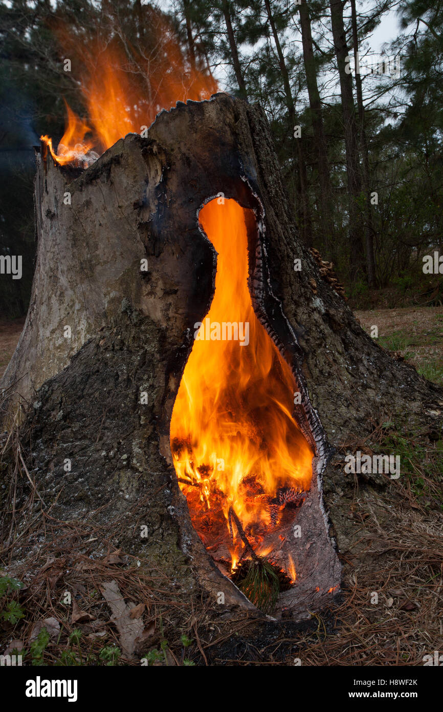 Blazing fire that is in the middle of a hollow tree stump Stock Photo ...