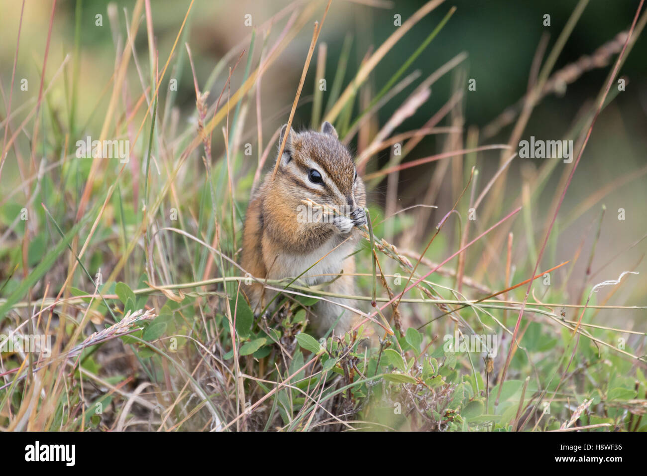Chipmunk species hi-res stock photography and images - Alamy