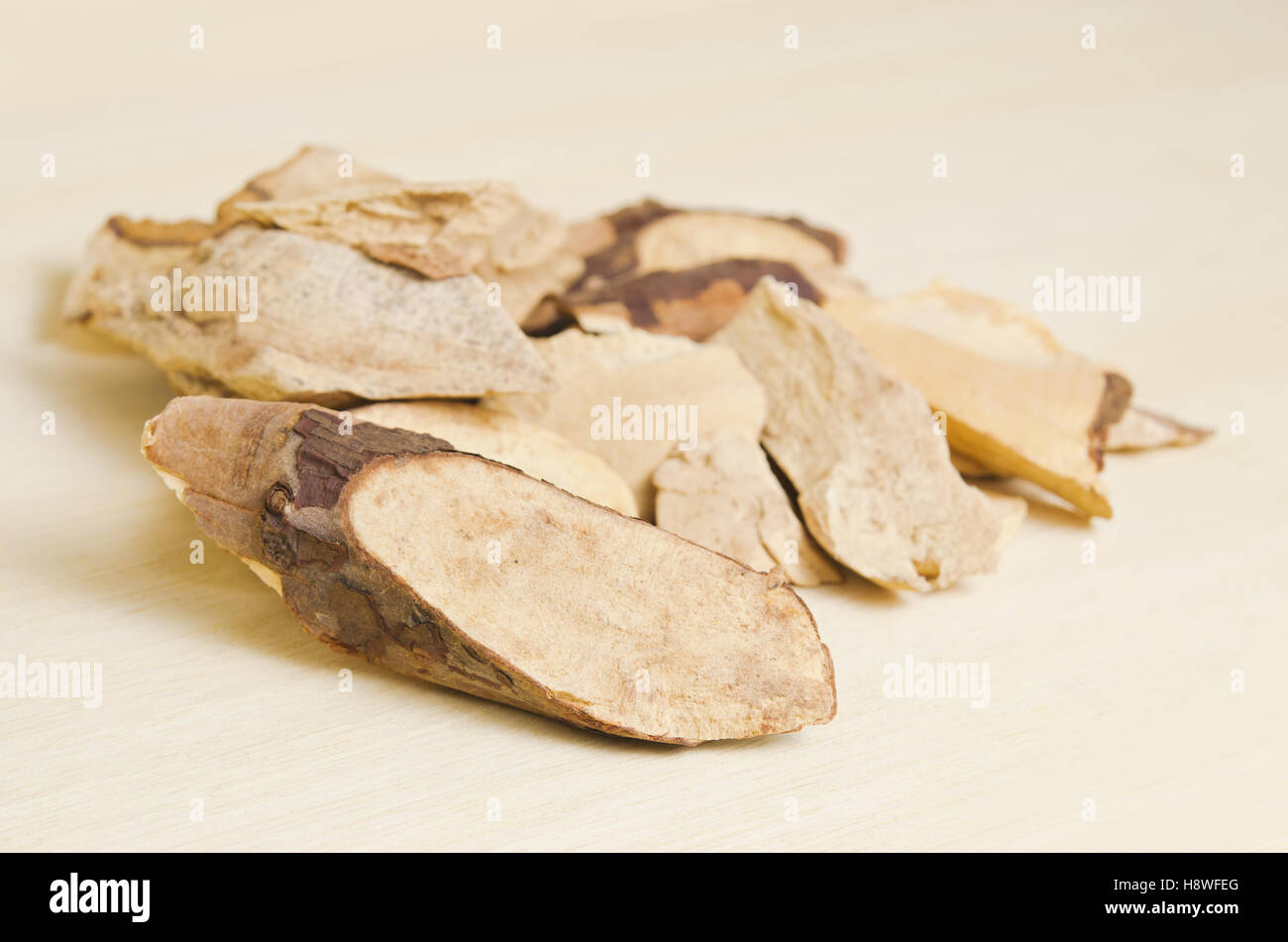 Trigonostemon reidioides Kurz Craib (also named as herb oldtang red, or ...