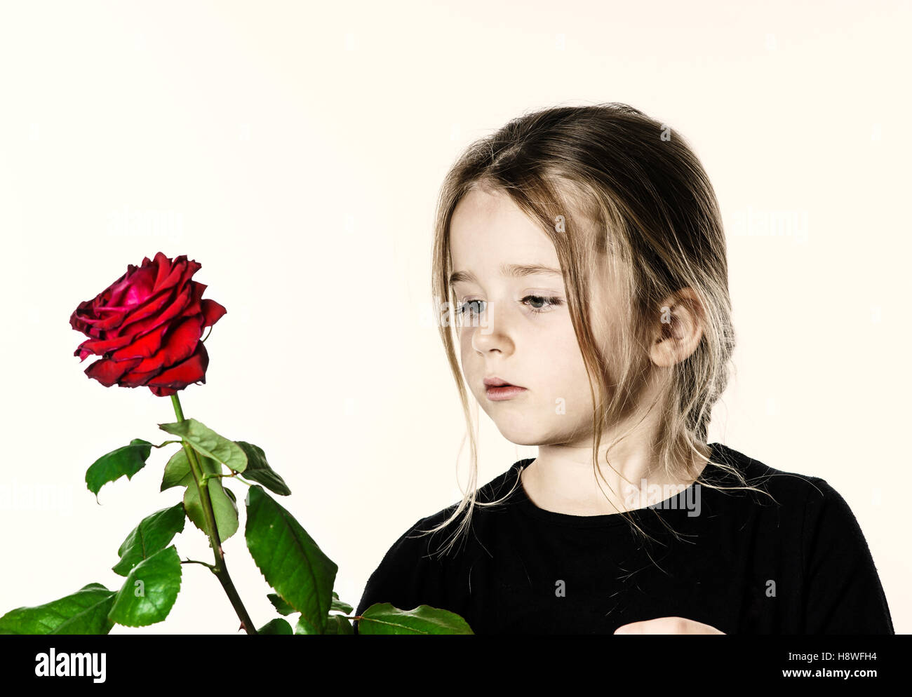 Cute little girl portrait with red rose, isolated on white background ...