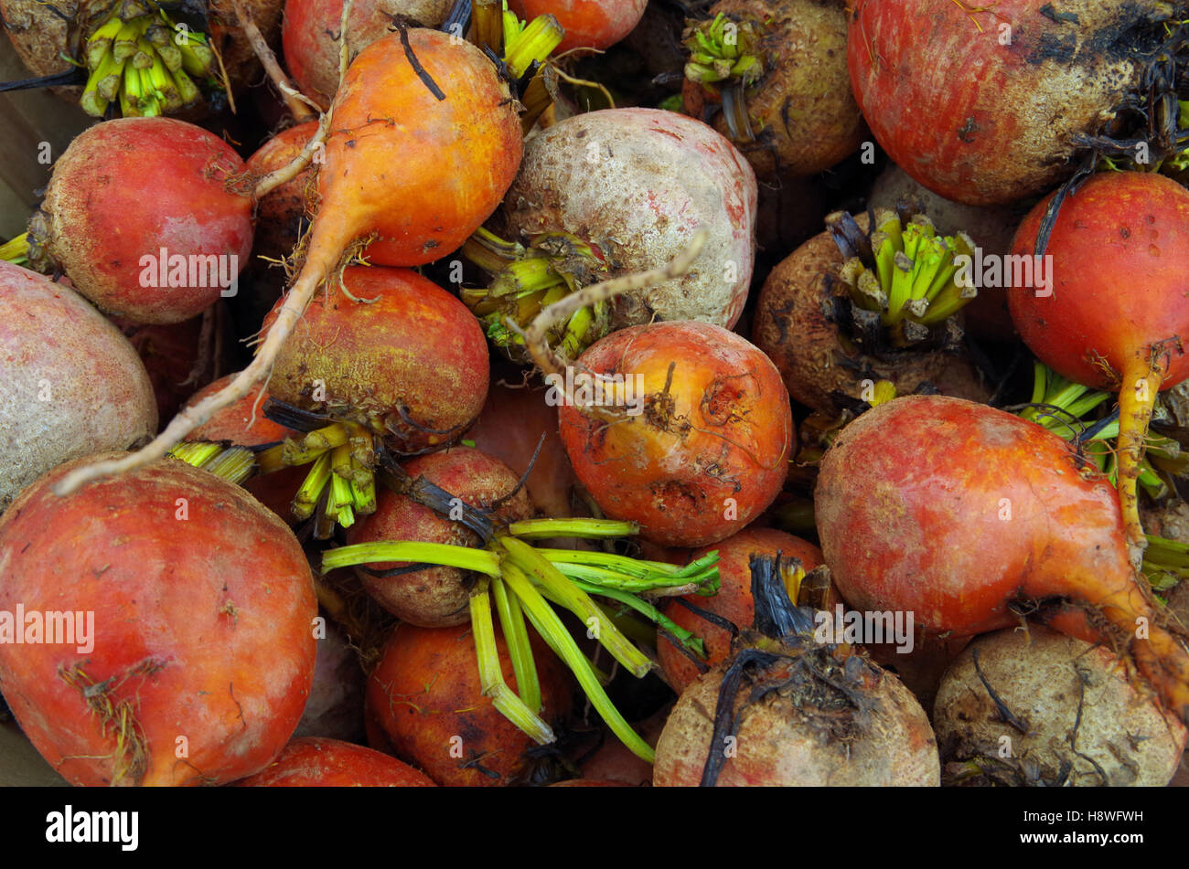 Colorful mix of farm fresh beets with green stems Stock Photo - Alamy