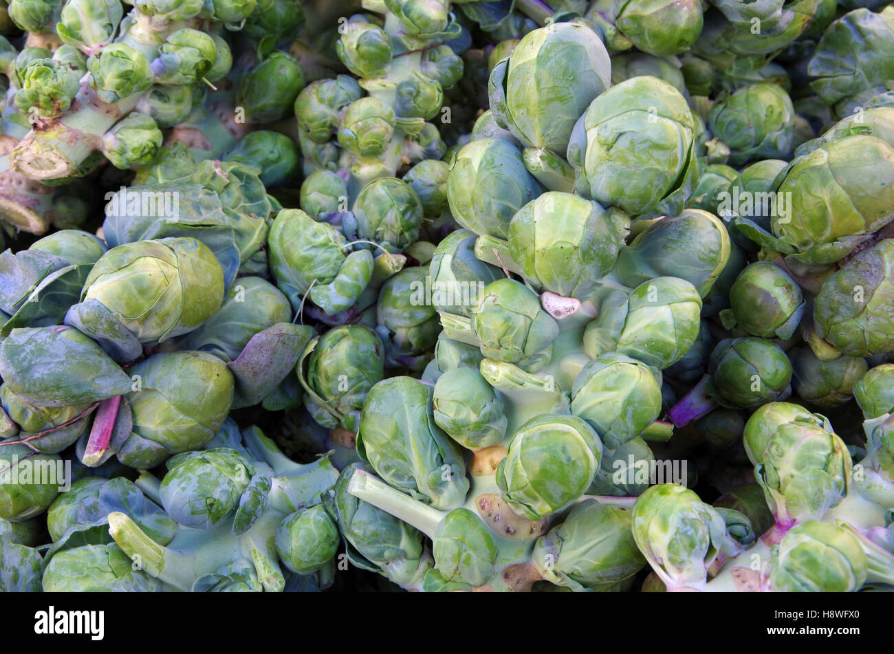 Fresh picked brussel sprouts on stalks for farmers market Stock Photo ...