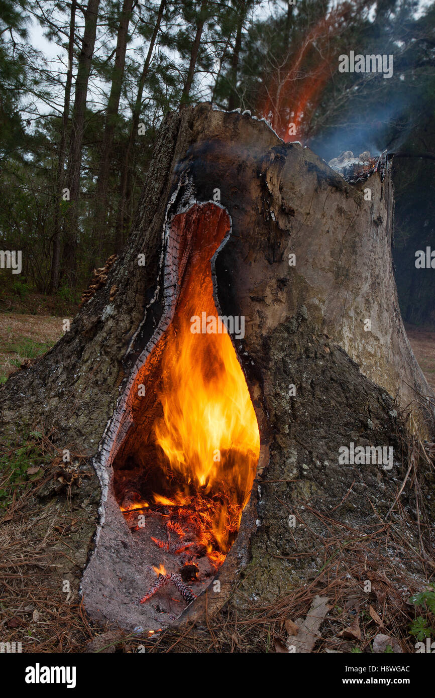 Hollow pine tree stump that has flames in the middle Stock Photo - Alamy