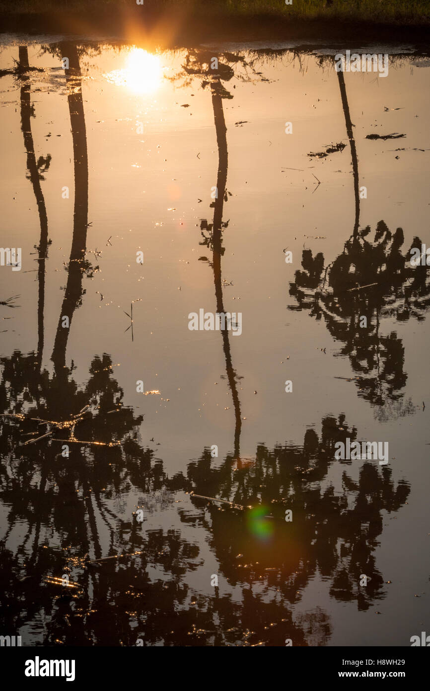 Pool and rice fields hi-res stock photography and images - Alamy