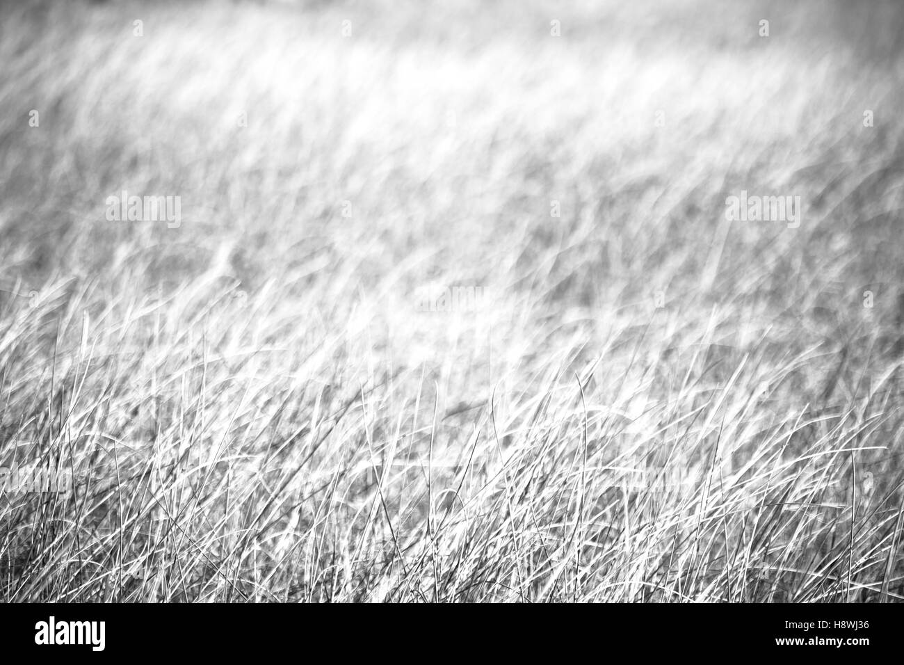 blur in south africa abstract grass like background texture Stock Photo ...
