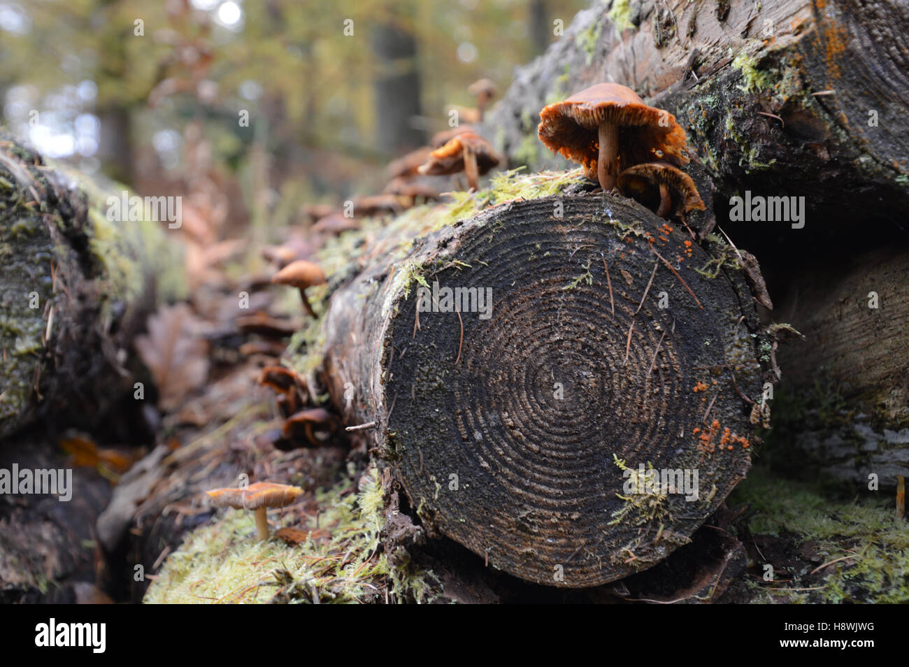 Wildlife log pile hi-res stock photography and images - Alamy