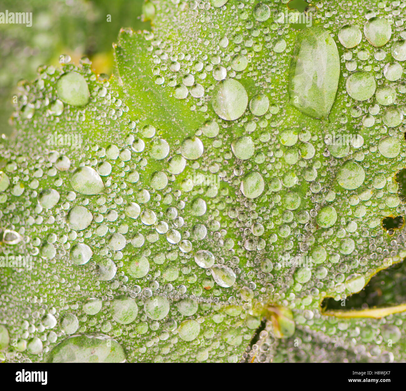 Drip leaf macro hi-res stock photography and images - Alamy