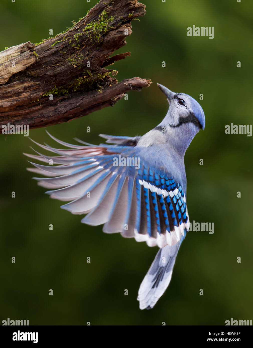 Bluejay in flight hi-res stock photography and images - Alamy