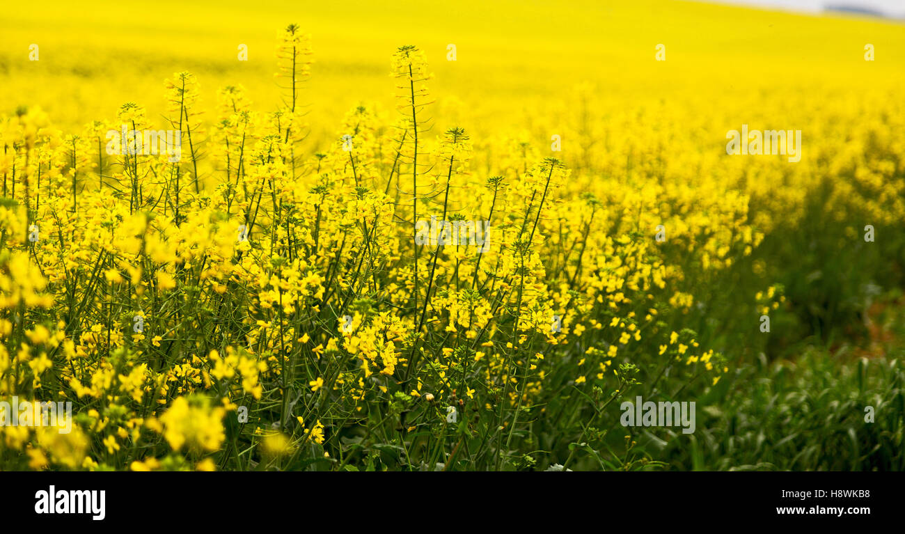 blur in south africa close up of the colza yellow field like texture ...