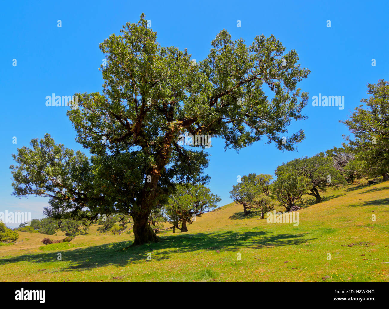 Fanal hi-res stock photography and images - Alamy