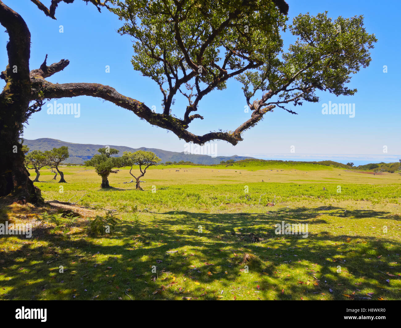 Fanal hi-res stock photography and images - Alamy
