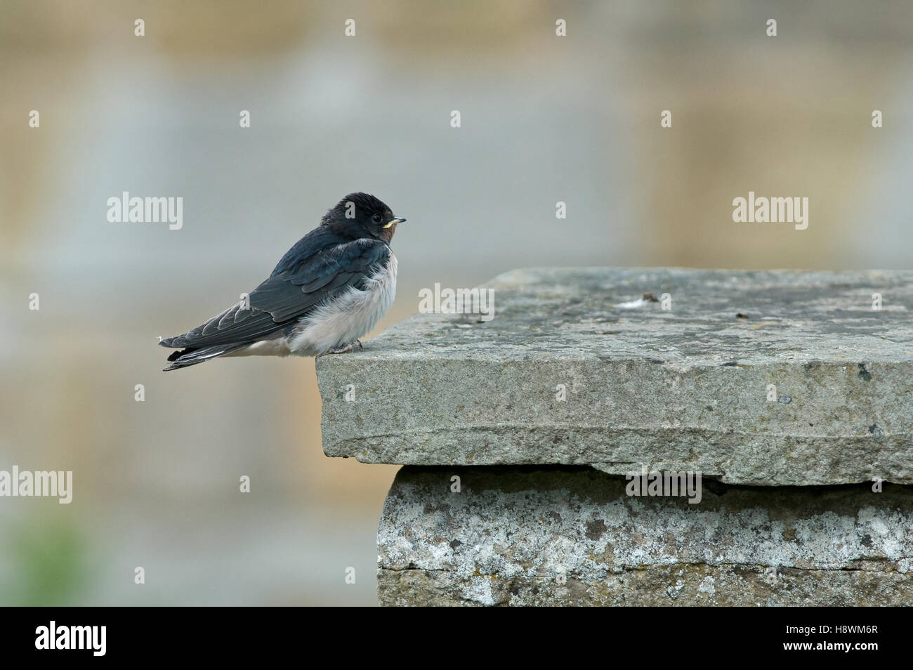 Fledgling European Barn Swallow, Hirundo rustica. Uk Stock Photo - Alamy