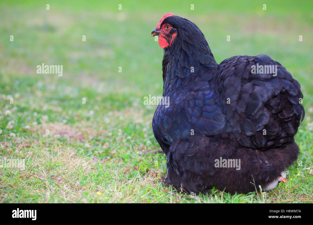 Very young chick hiding under the tail of a chicken hen Stock Photo - Alamy