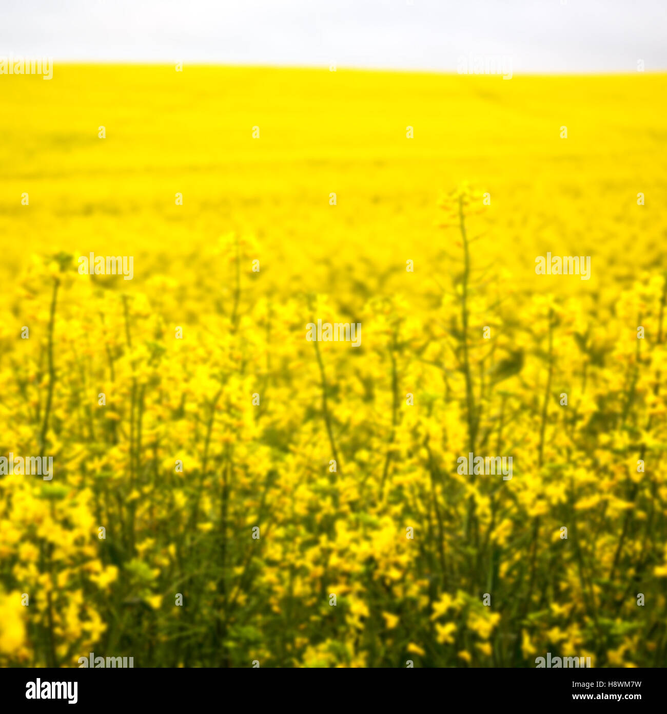blur in south africa close up of the colza yellow field like texture ...