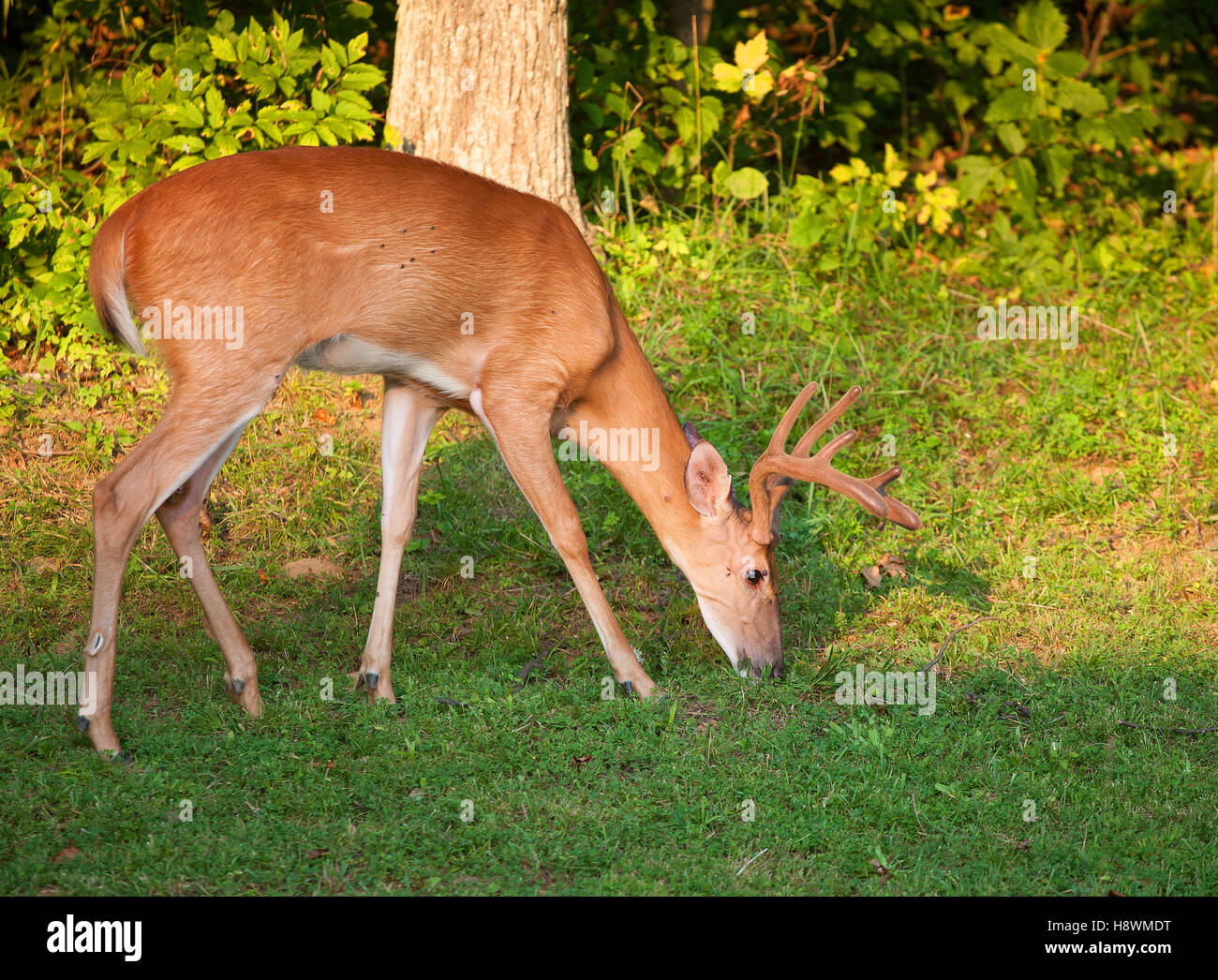 Whitetail buck hi-res stock photography and images - Alamy