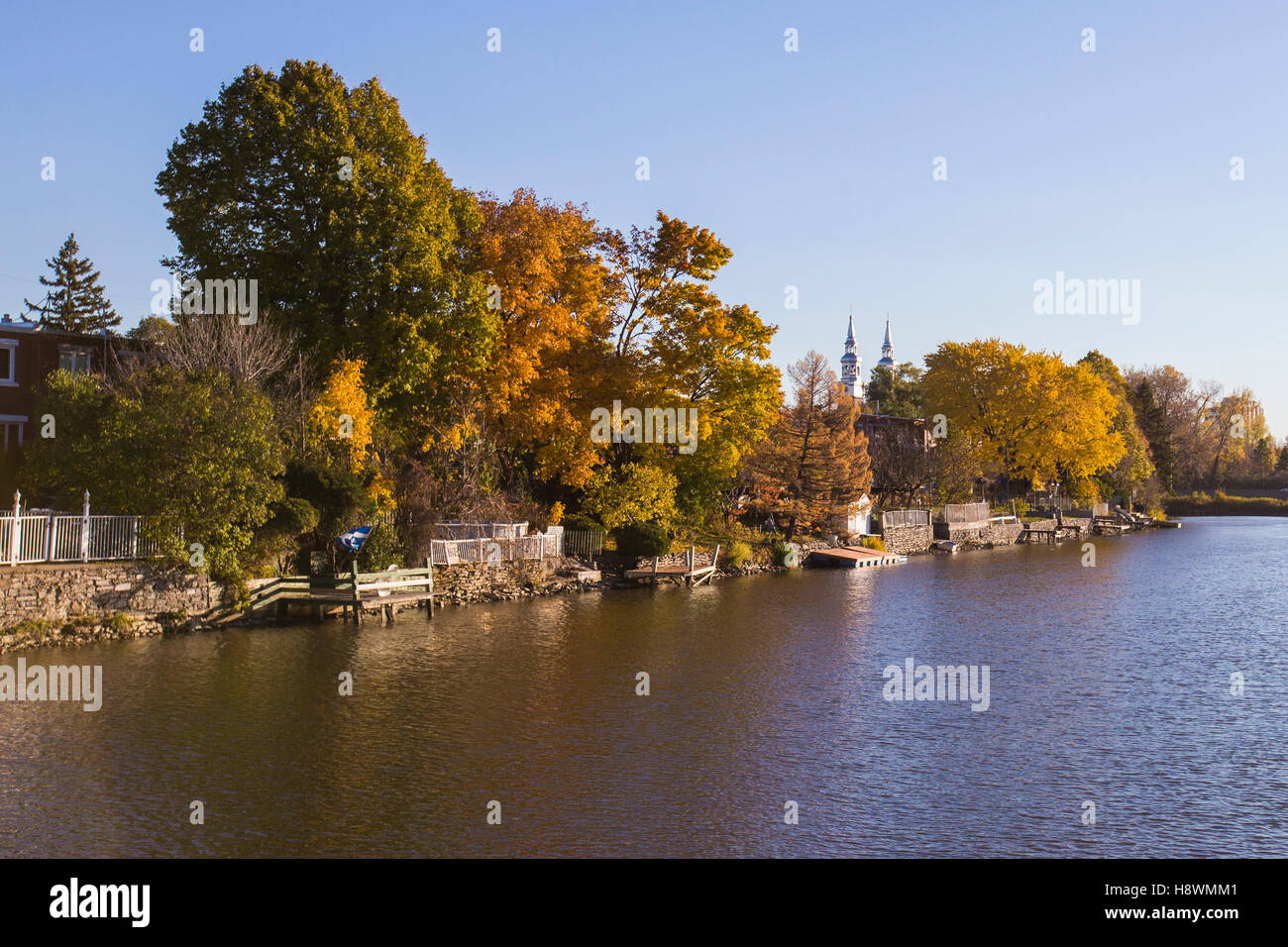 Maple forest in in spectacular October light Stock Photo - Alamy