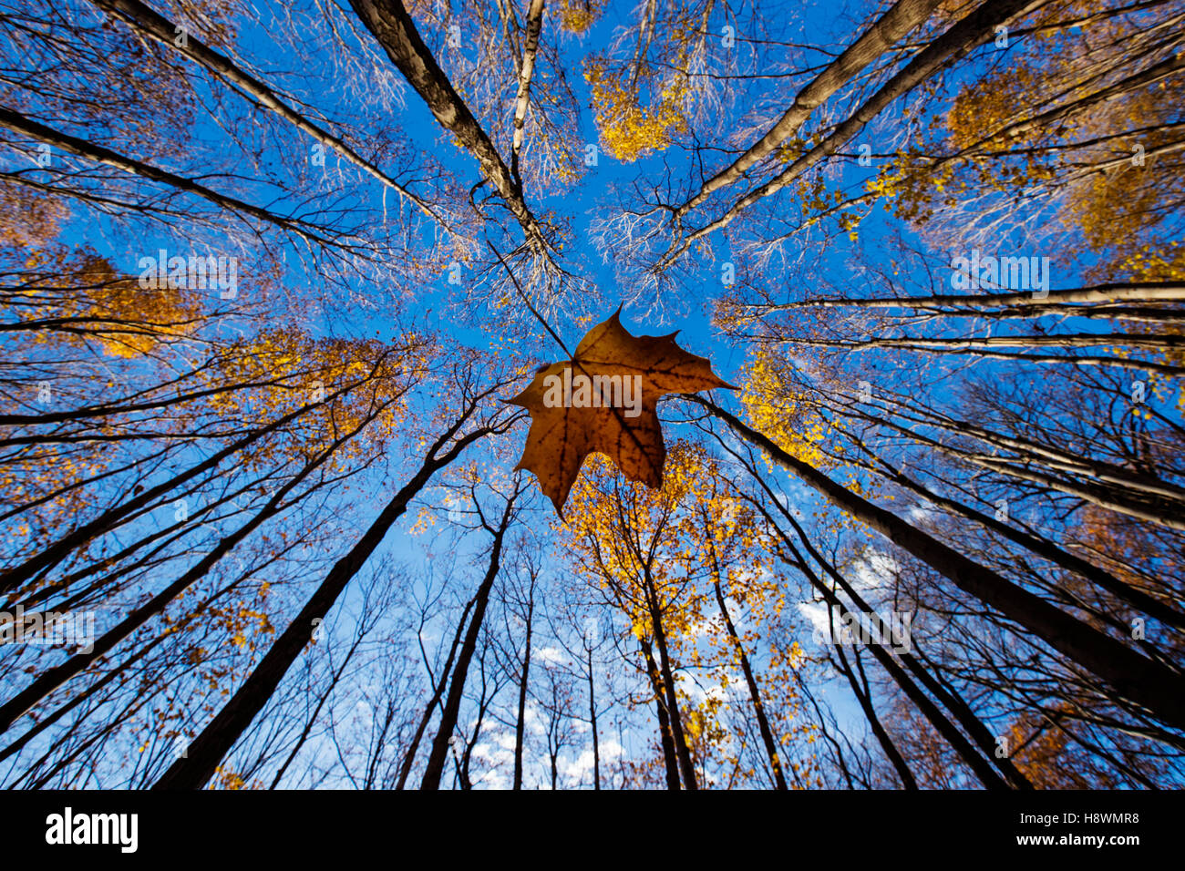 Autumn quebec lake cottage hi-res stock photography and images - Alamy