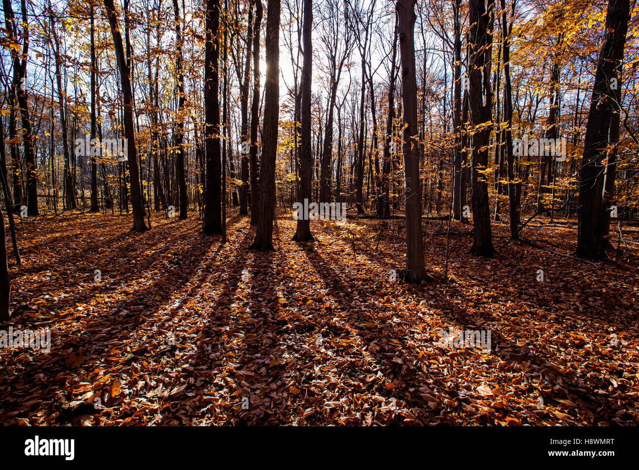 Canada maple forest hi-res stock photography and images - Alamy