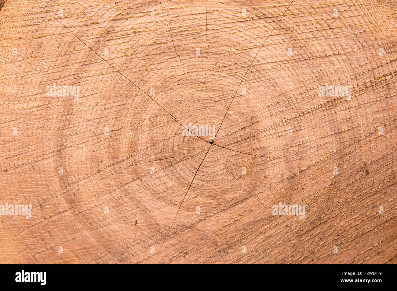 Wood Age Rings texture Stock Photo - Alamy