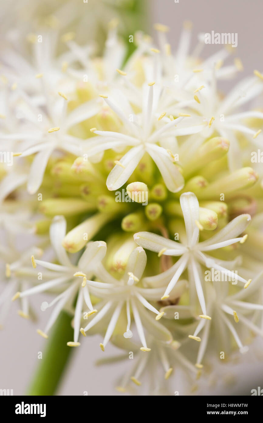 Dracaena fragrans (cornstalk dracaena) flower Stock Photo - Alamy
